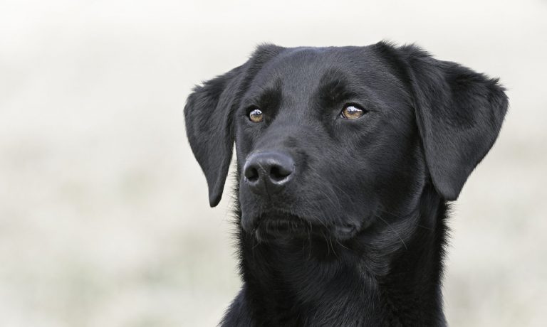 Jason Mayhew Gundog Training – Effective and enjoyable gundog training ...