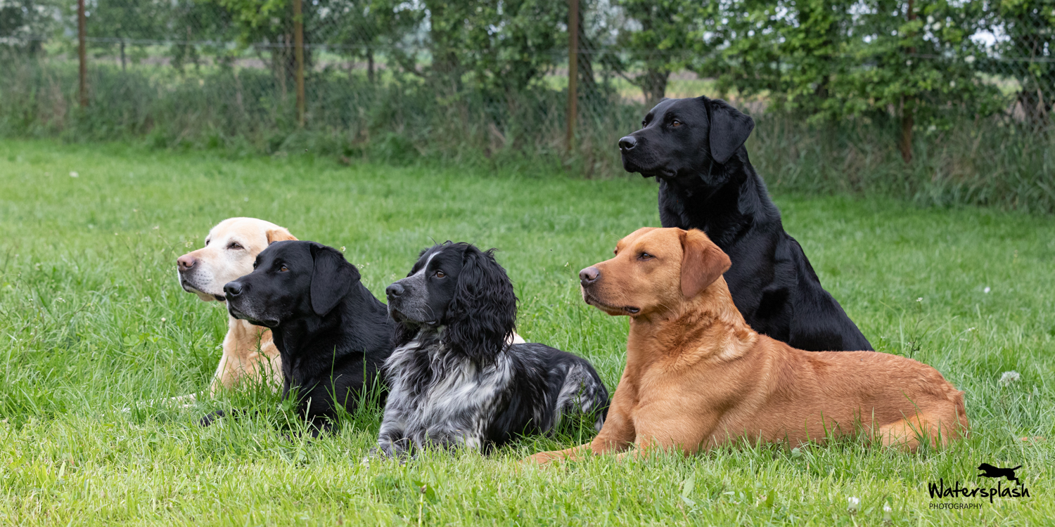 Jason Mayhew Gundog Training – Effective and enjoyable gundog training ...